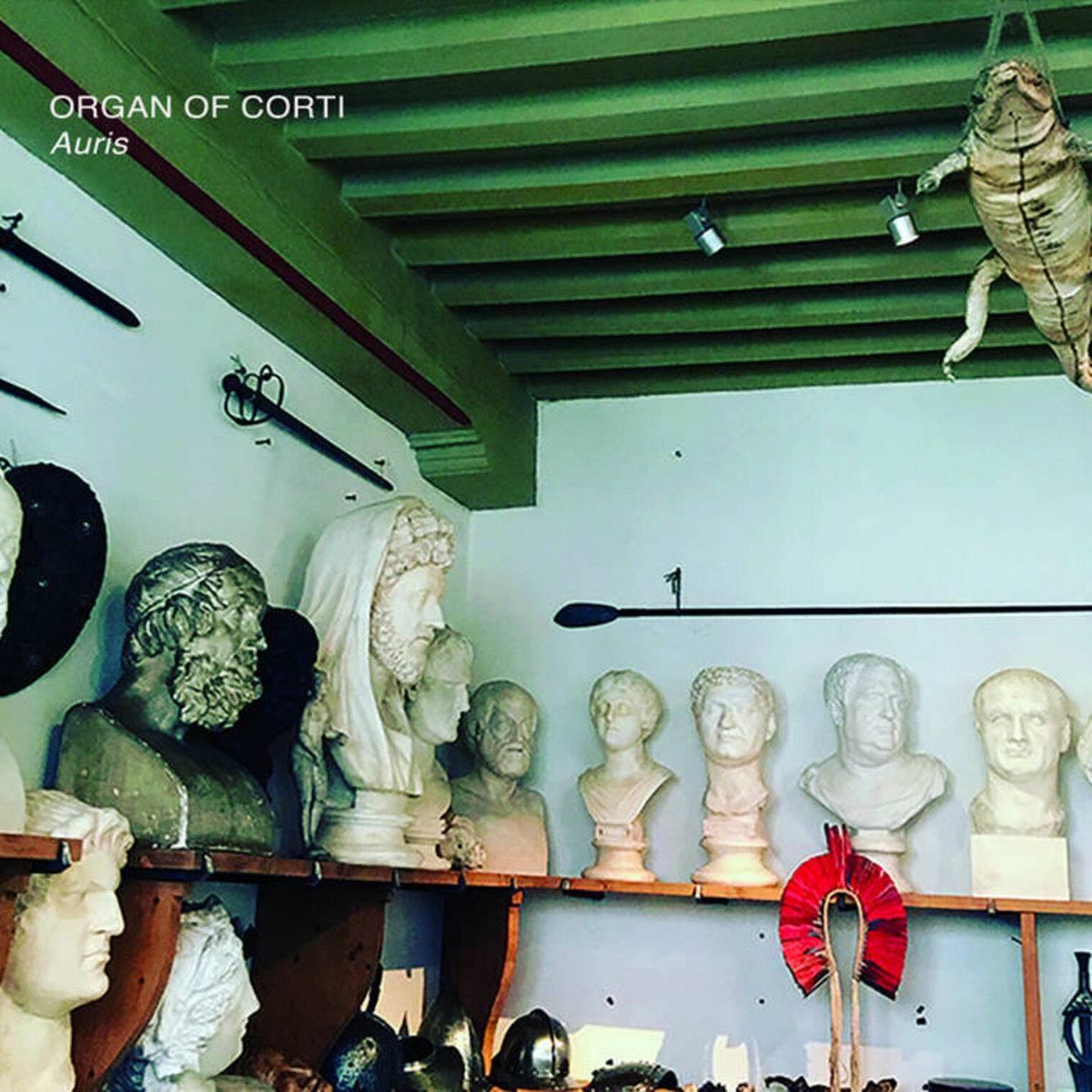Organ of corti – Auris | FRITURE 97.00 FM